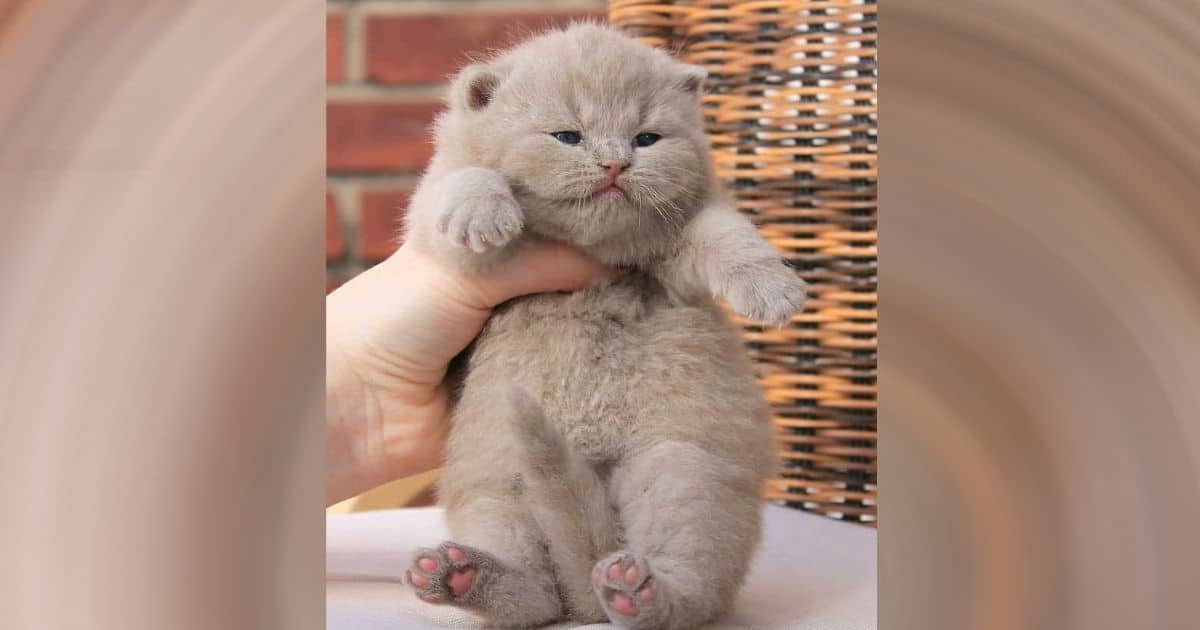 Kucing Gendut is My Spirit Animal #434 | Tulisan Aing